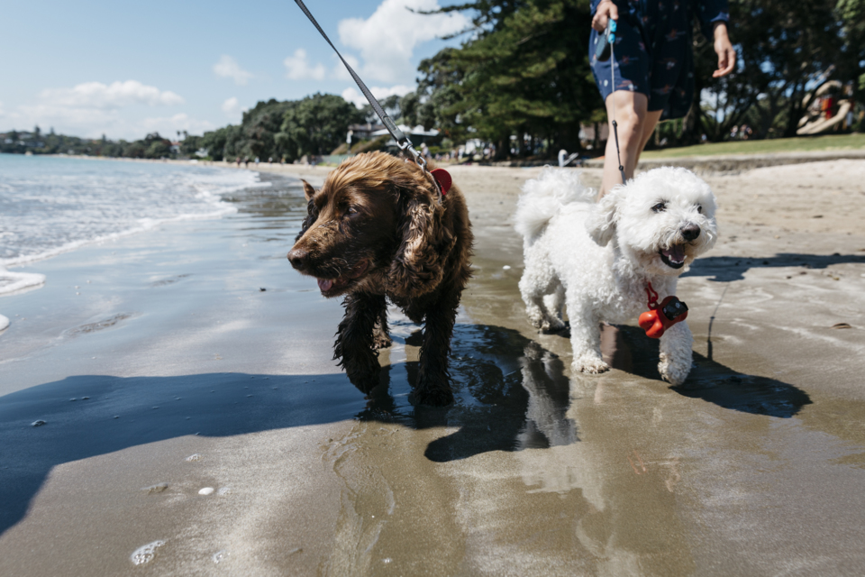 How to spend the holidays with our furry friends - OurAuckland