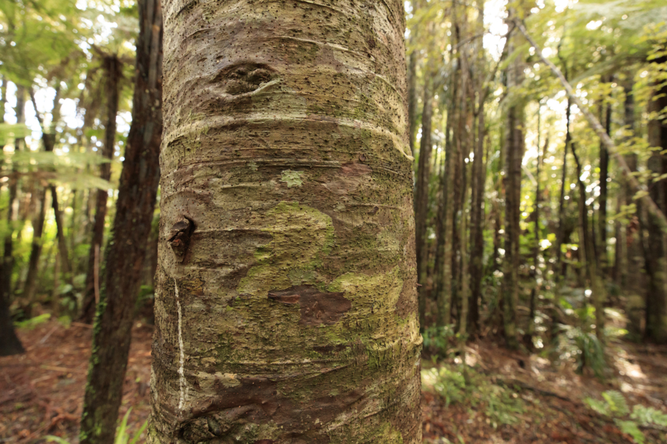 Kauri dieback confirmed on tree in North Shore’s Kauri Park - OurAuckland
