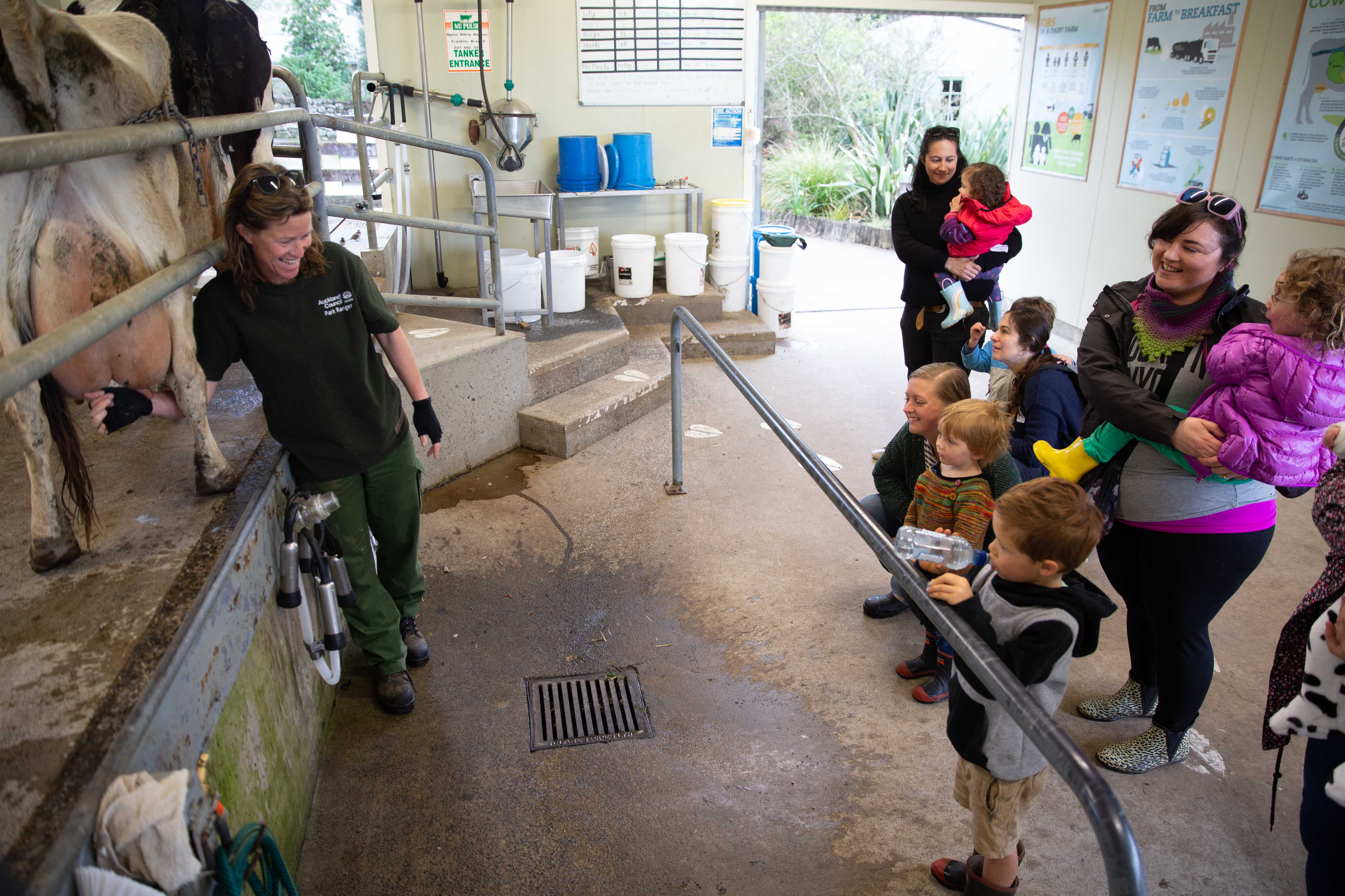 See cow milking up close at Ambury Farm Day - OurAuckland