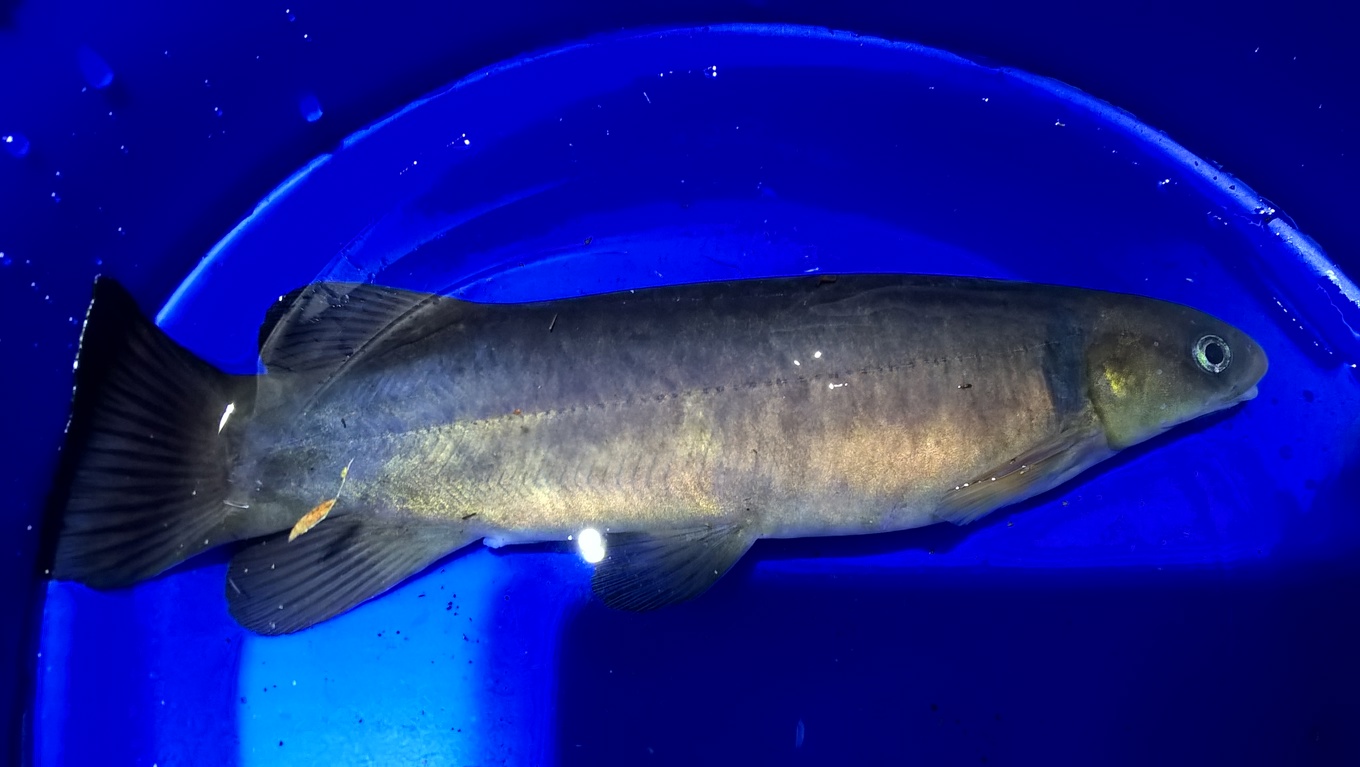 Whitebait not as you know it - A rare find in Piha Stream - OurAuckland
