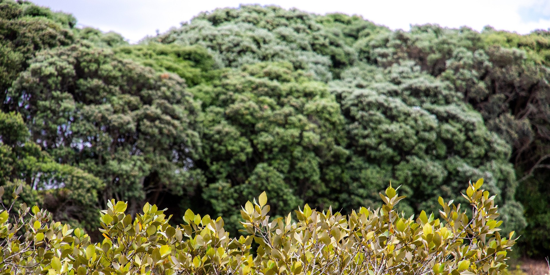 Discover the Wonder of Wetlands - OurAuckland