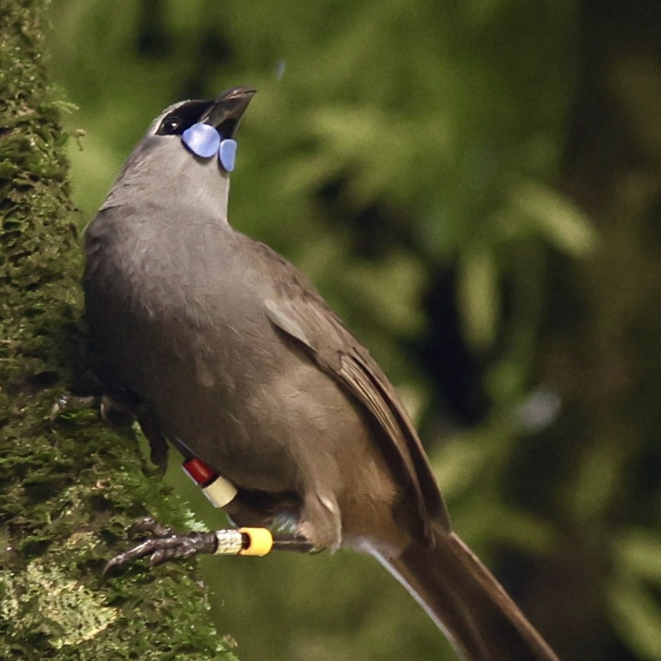 Hunua kōkako take flight to sing a new song at Maungatautari - OurAuckland