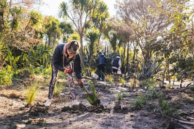 Plant More Natives - OurAuckland