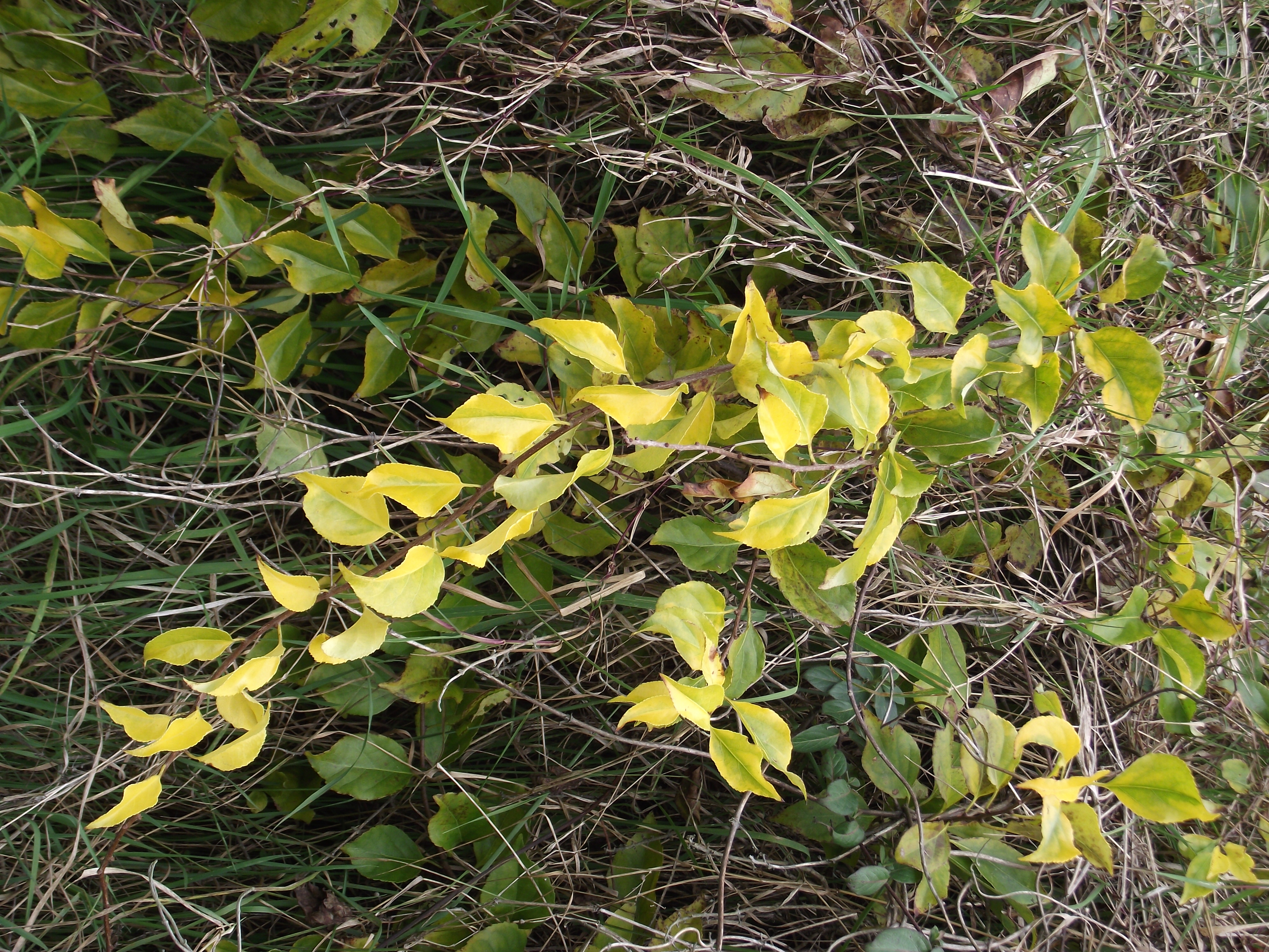 Spindleberry sneaks into Matakana - OurAuckland