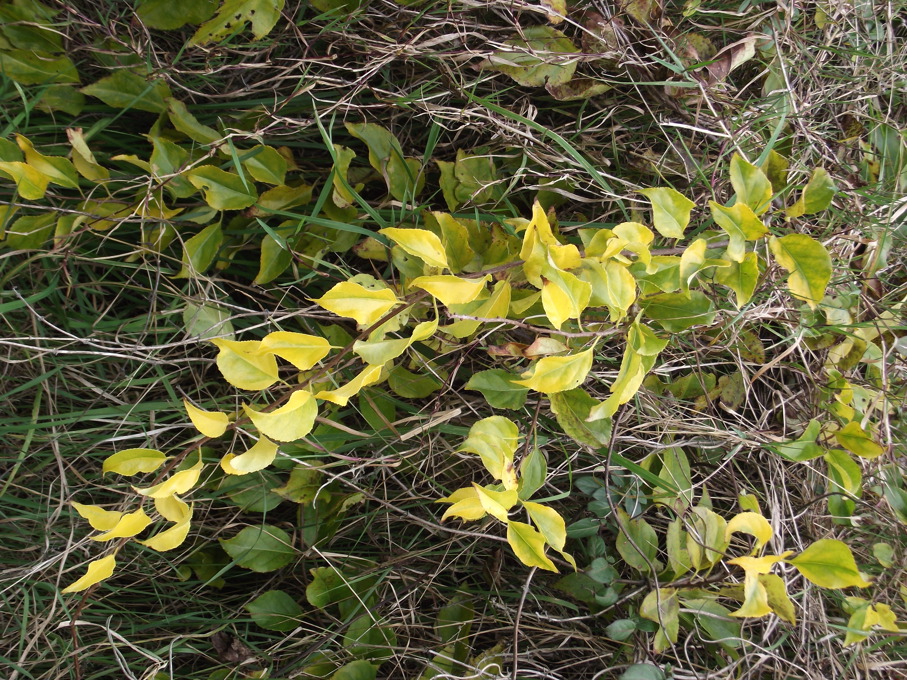Spindleberry sneaks into Matakana - OurAuckland