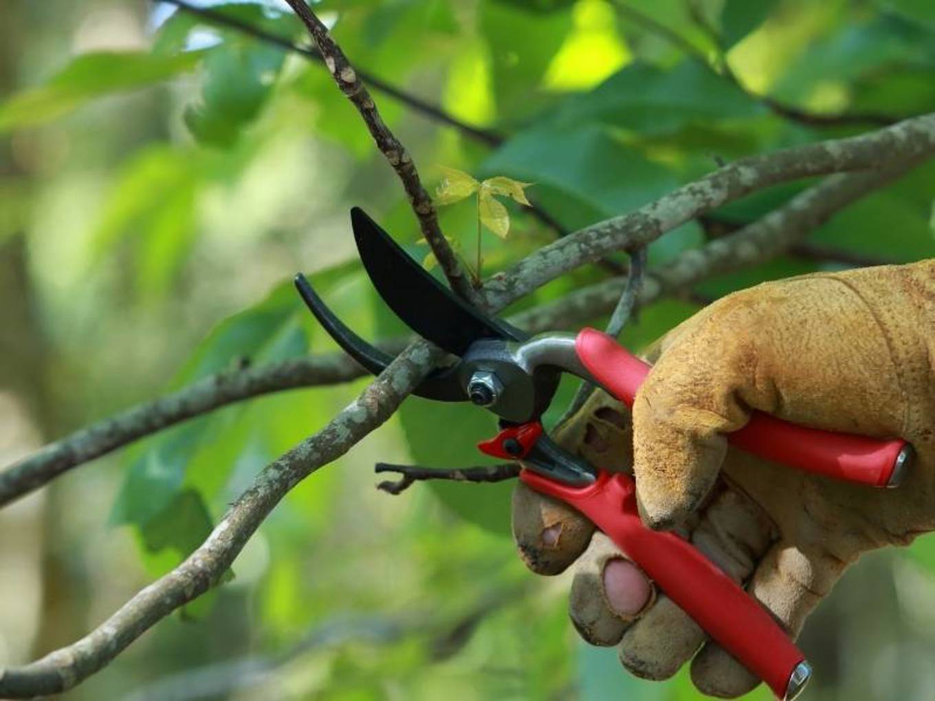 Summer Pruning Demonstration - OurAuckland