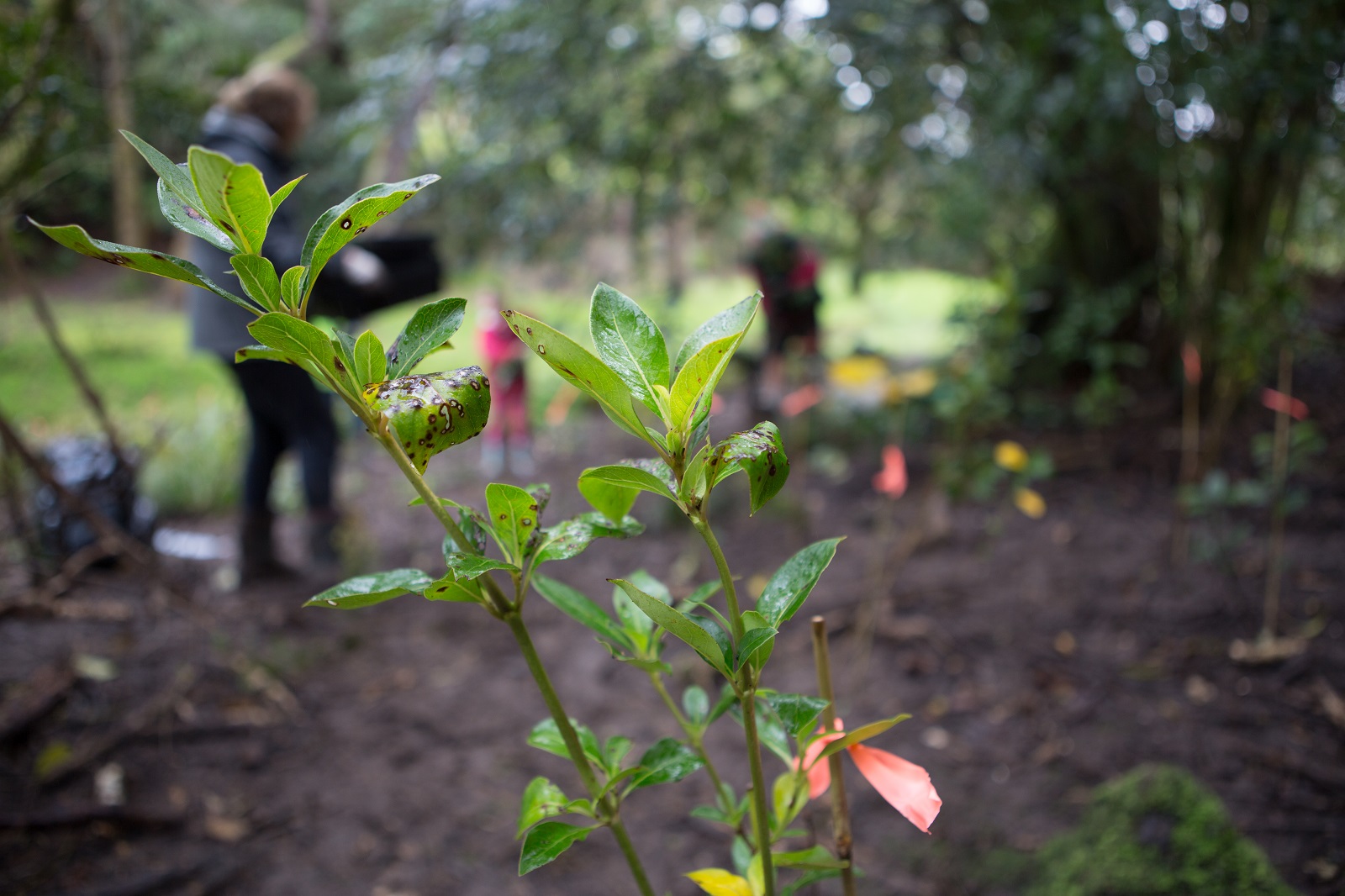 How to plant smarter by planning your planting - OurAuckland