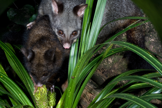 New pest plan a big win for Auckland’s biodiversity - OurAuckland
