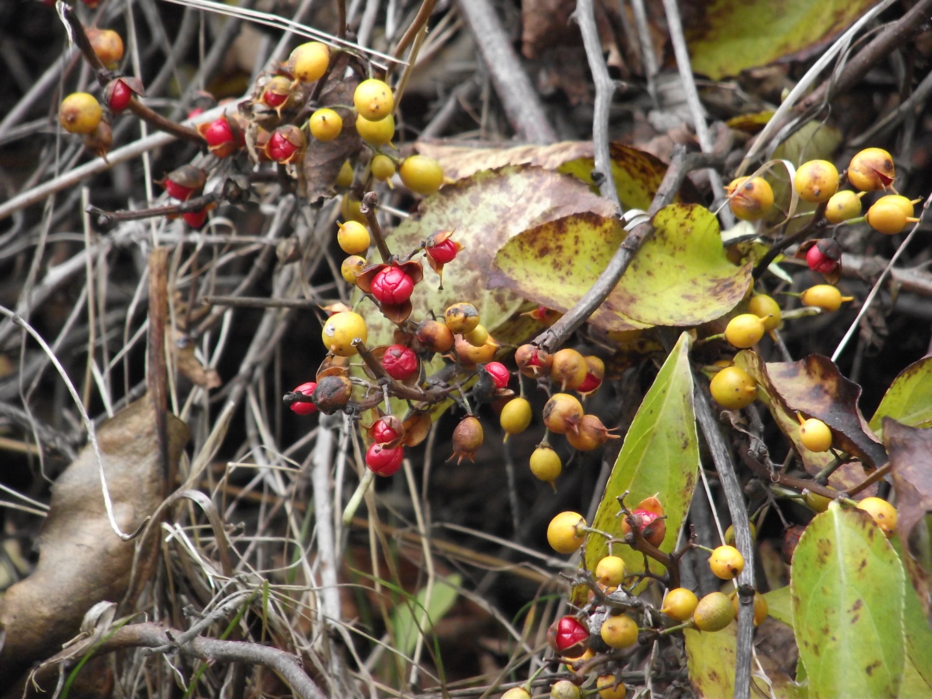 Spindleberry sneaks into Matakana - OurAuckland