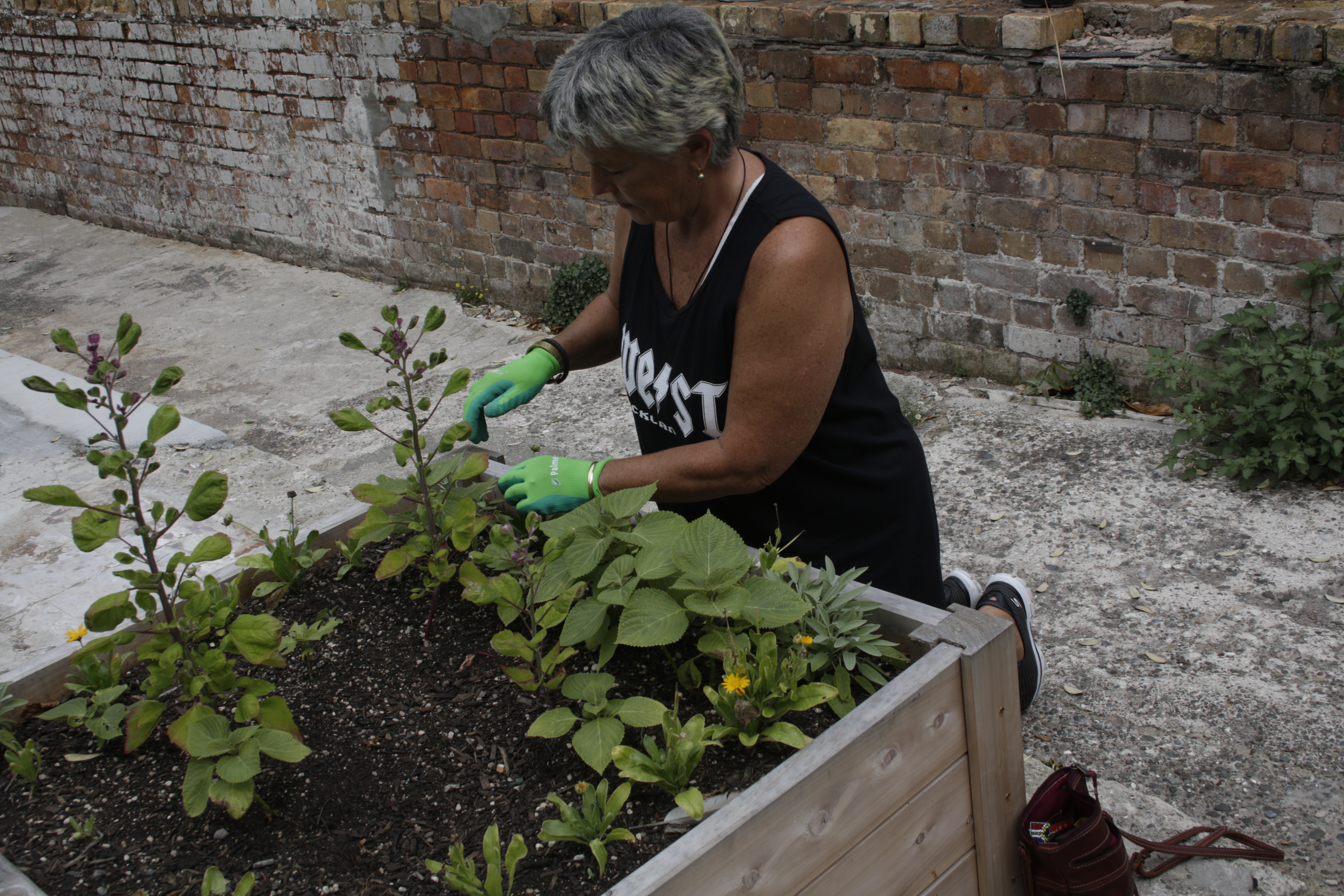 More Aucklanders converting to compost - OurAuckland