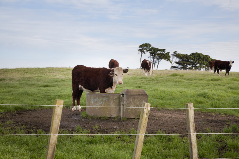 Totara Park cattle incident reviewed - OurAuckland