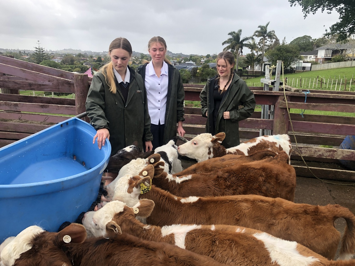 City kids farming with view of Auckland's Sky Tower - OurAuckland