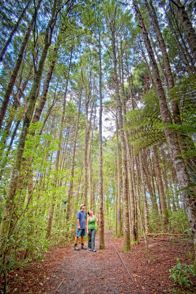 Forest bathing - OurAuckland