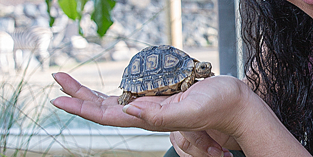 Baby tortoises make daring dash for freedom - OurAuckland