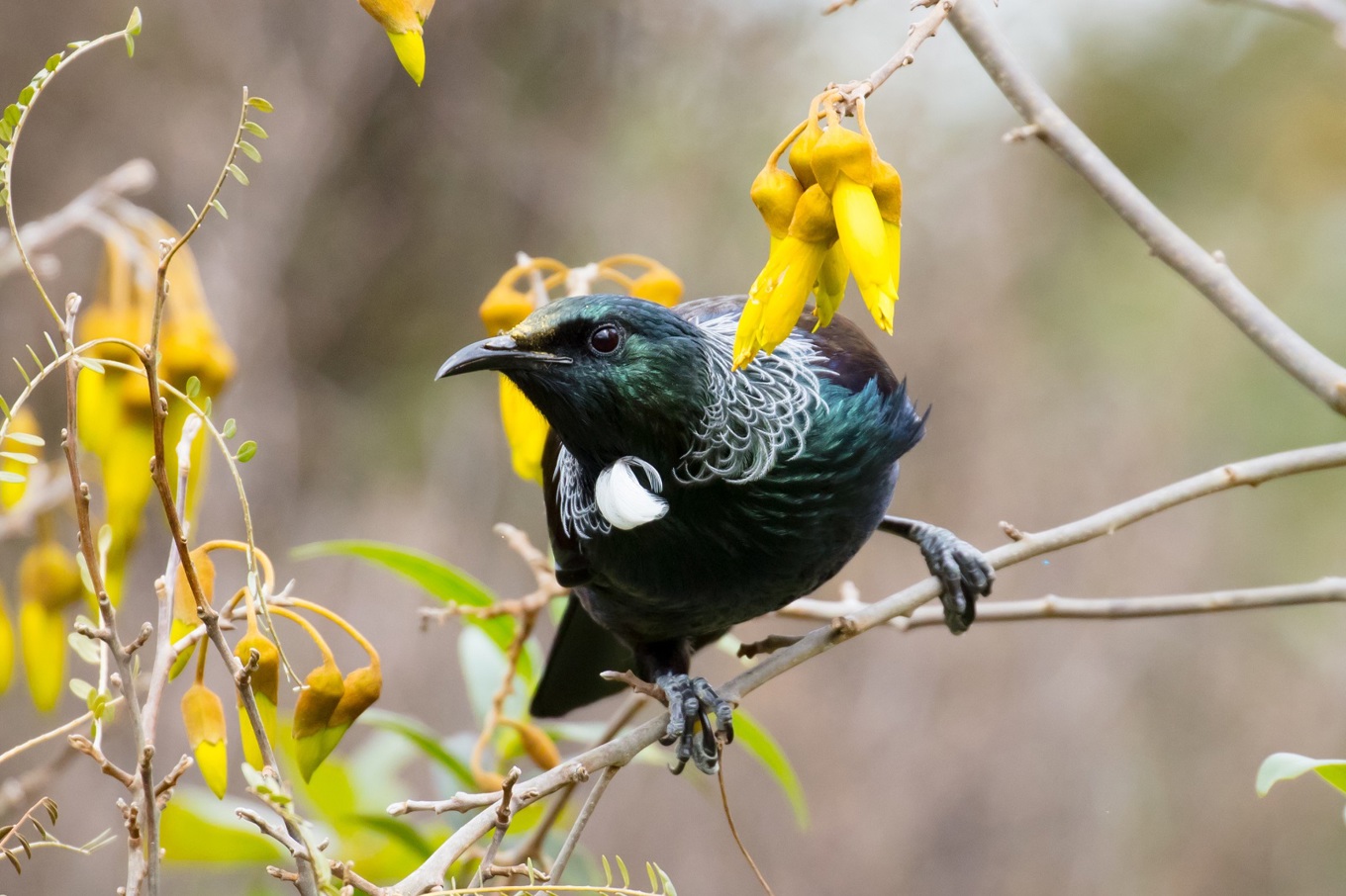 How much do you know about our native birds? - OurAuckland