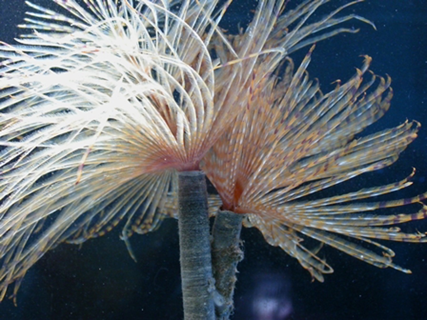 Marine pest found at Great Barrier - OurAuckland