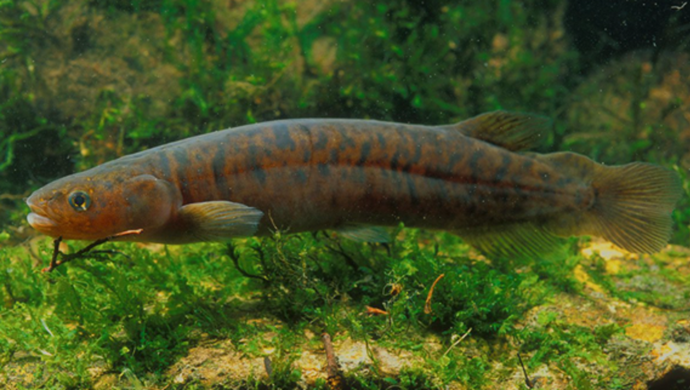 Tiny but mighty: black mudfish rediscovered in Helensville wetland ...