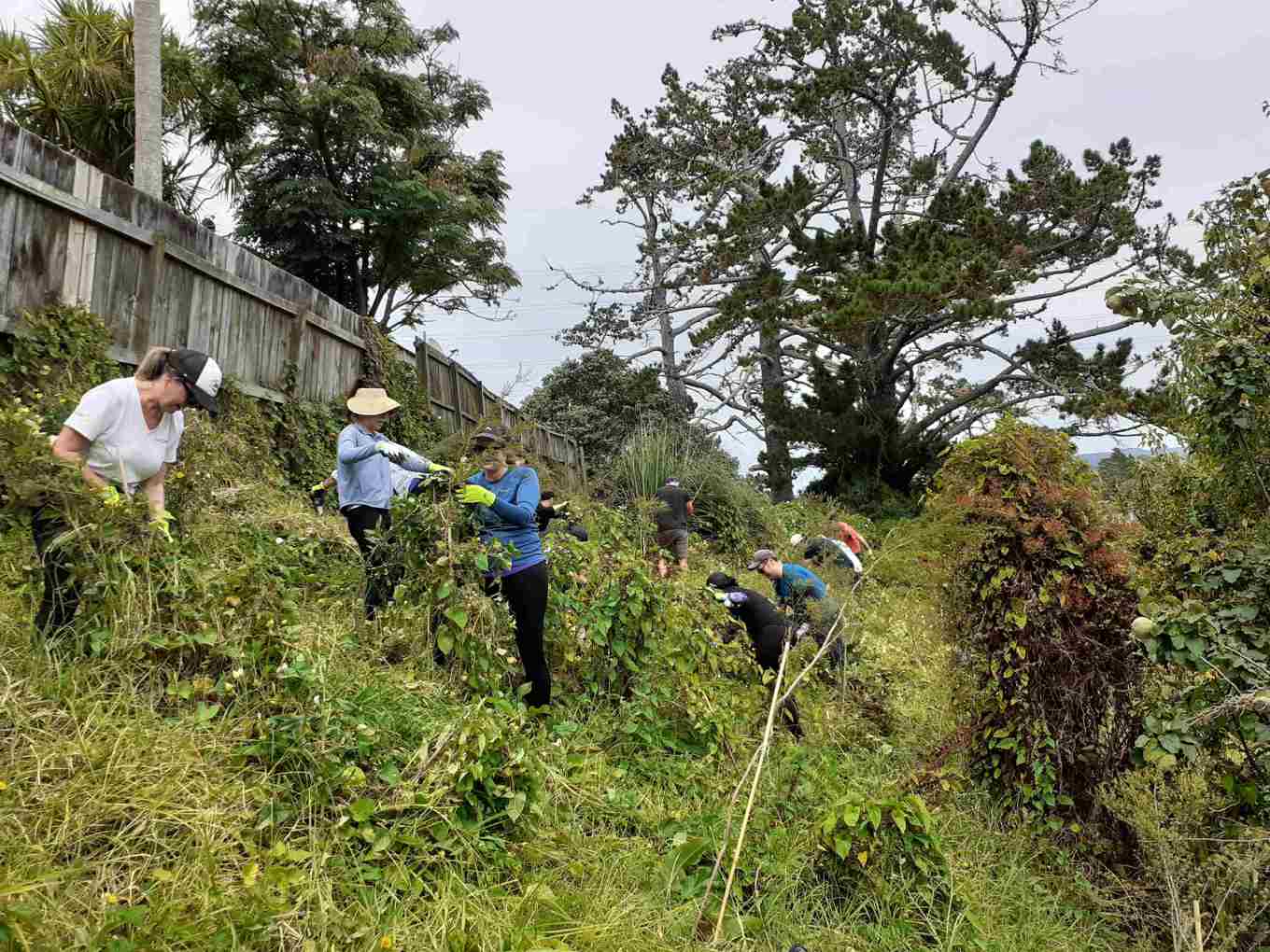 Whau River Weeding Bee - OurAuckland
