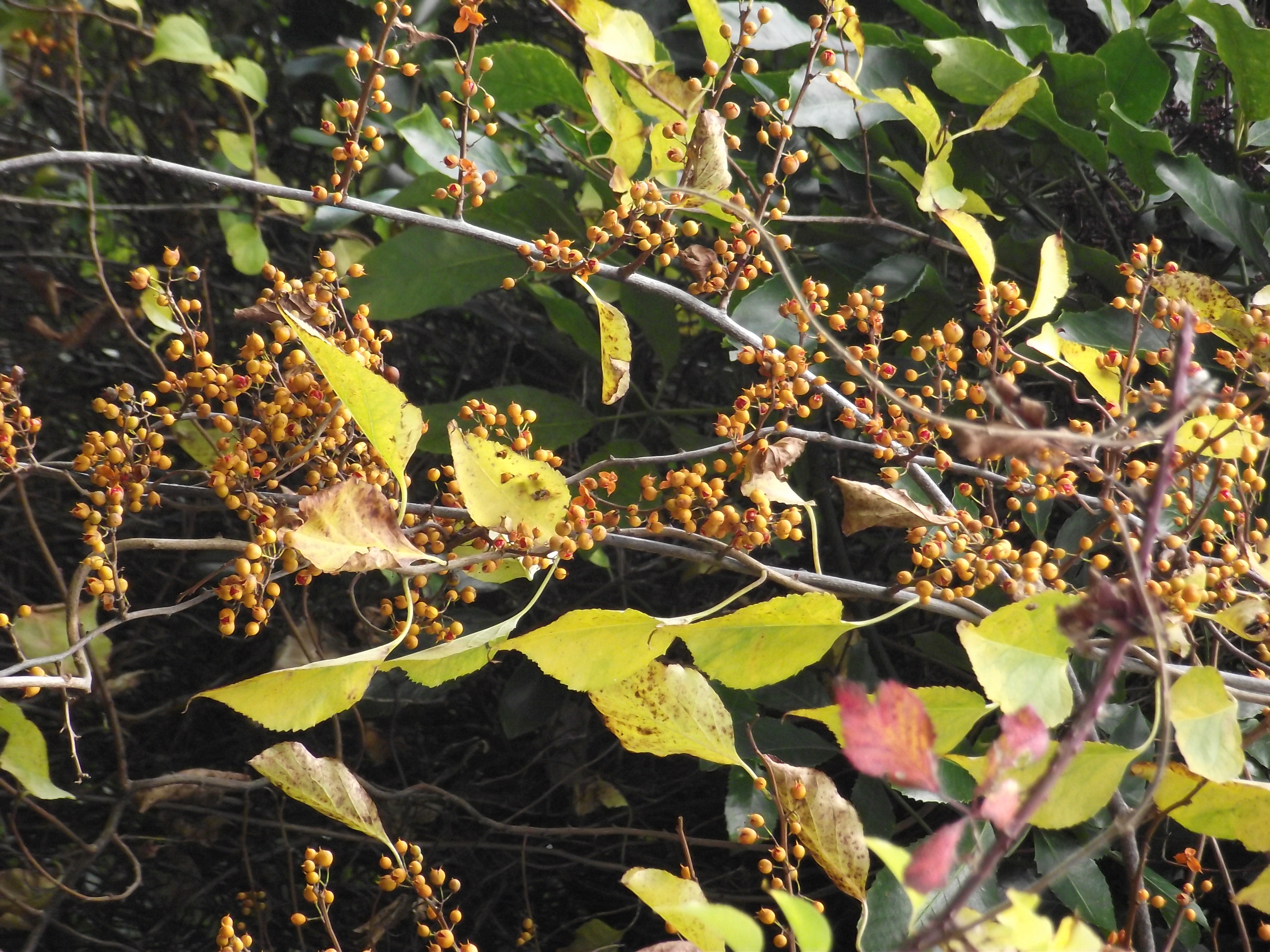 Spindleberry sneaks into Matakana - OurAuckland