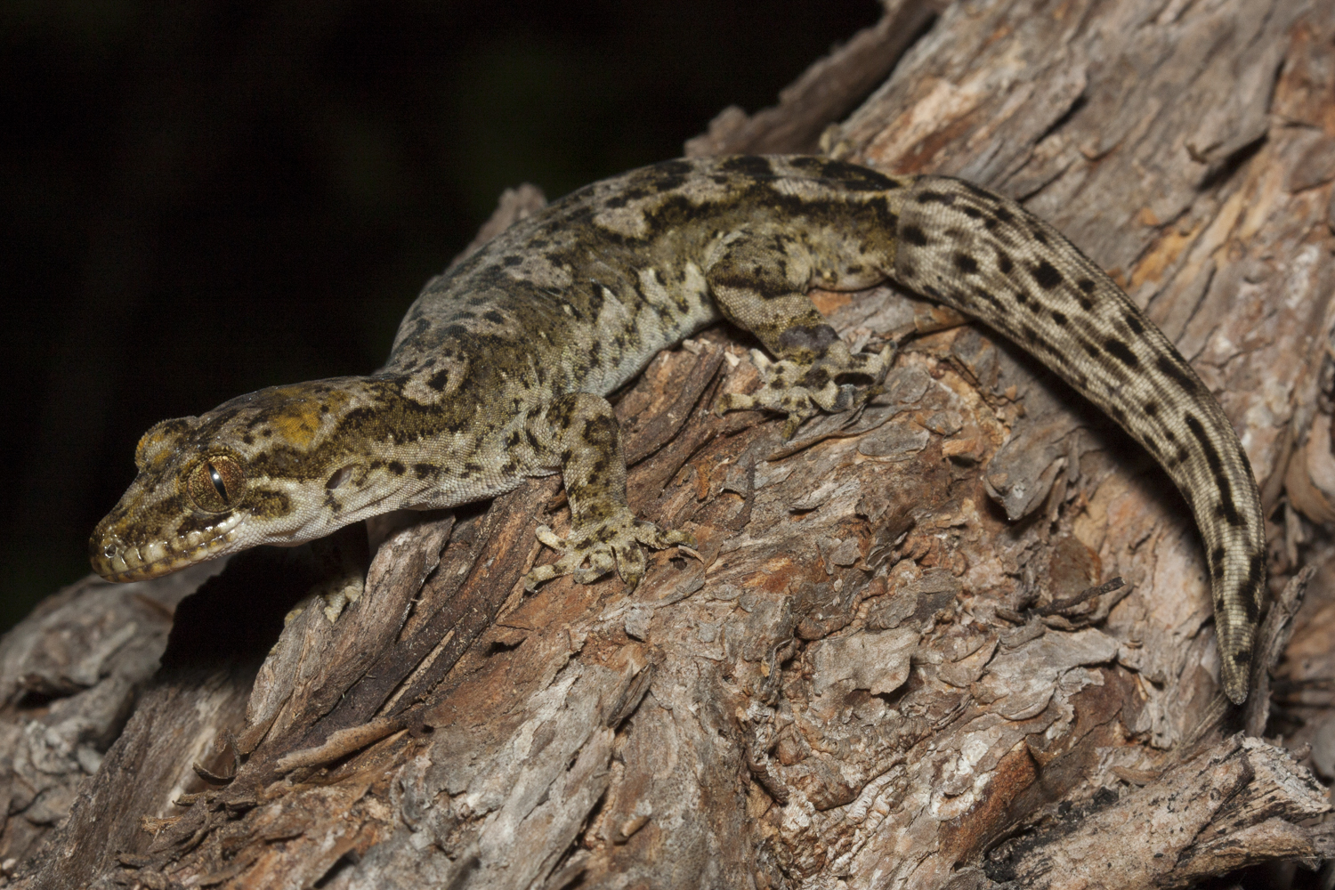 Scaling up gecko protection - OurAuckland