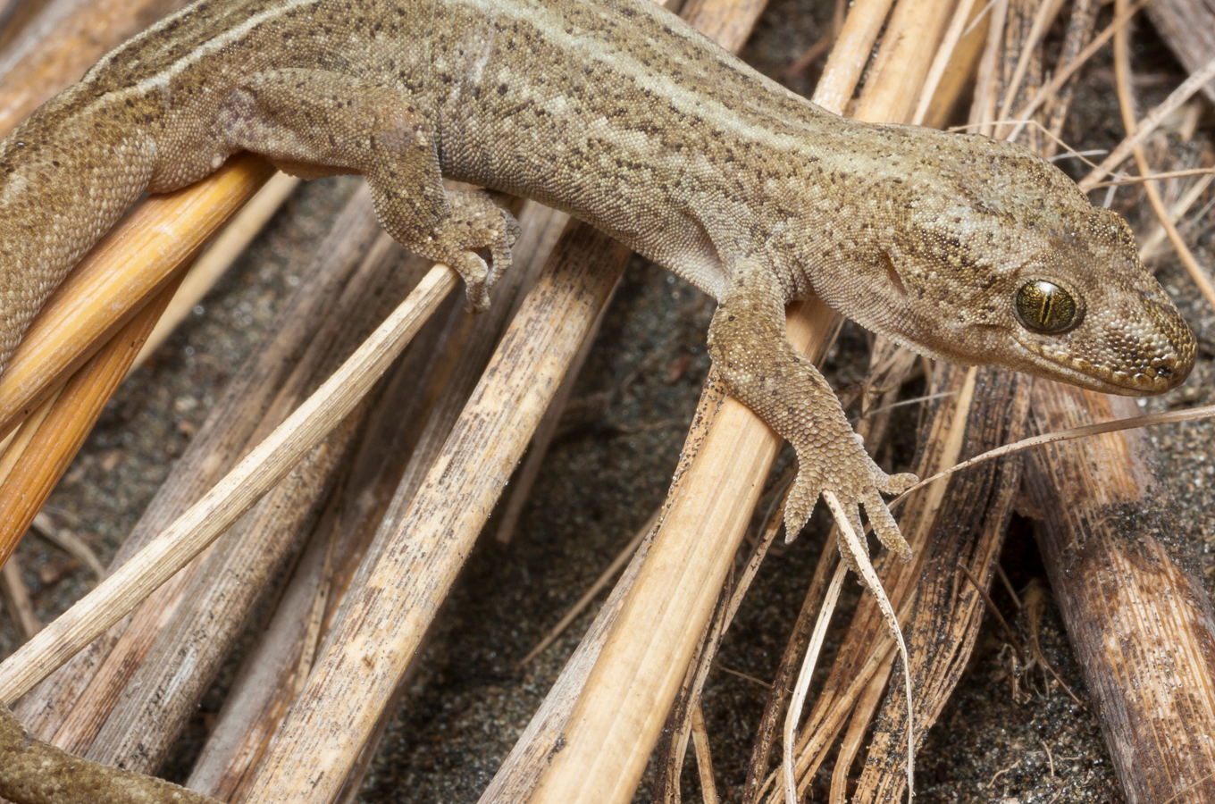 Ngāti Whātua o Kaipara gift name to gecko - OurAuckland