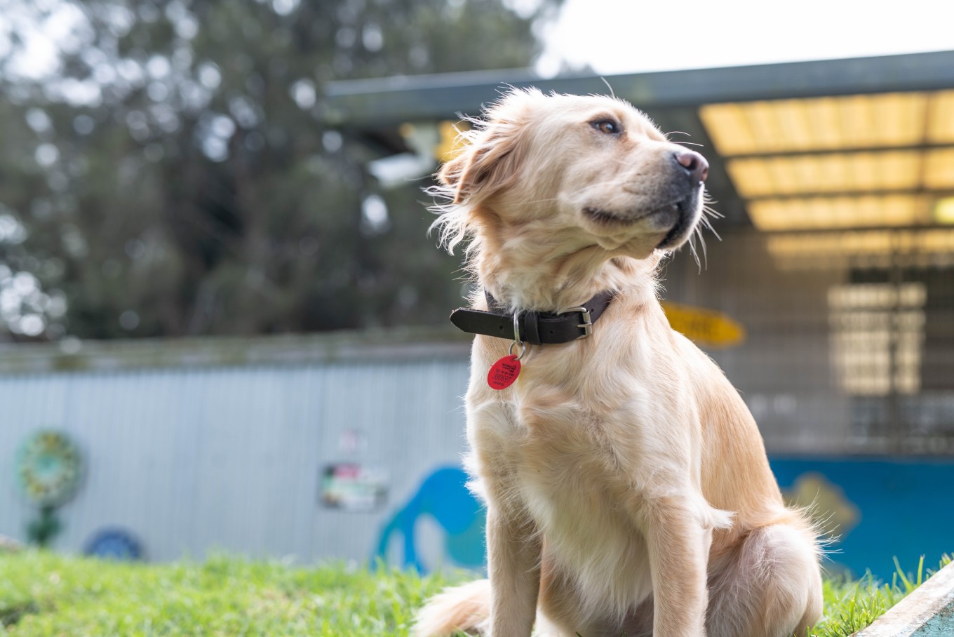 Paw and order: New dog walking rules from 1 August 2025 - OurAuckland