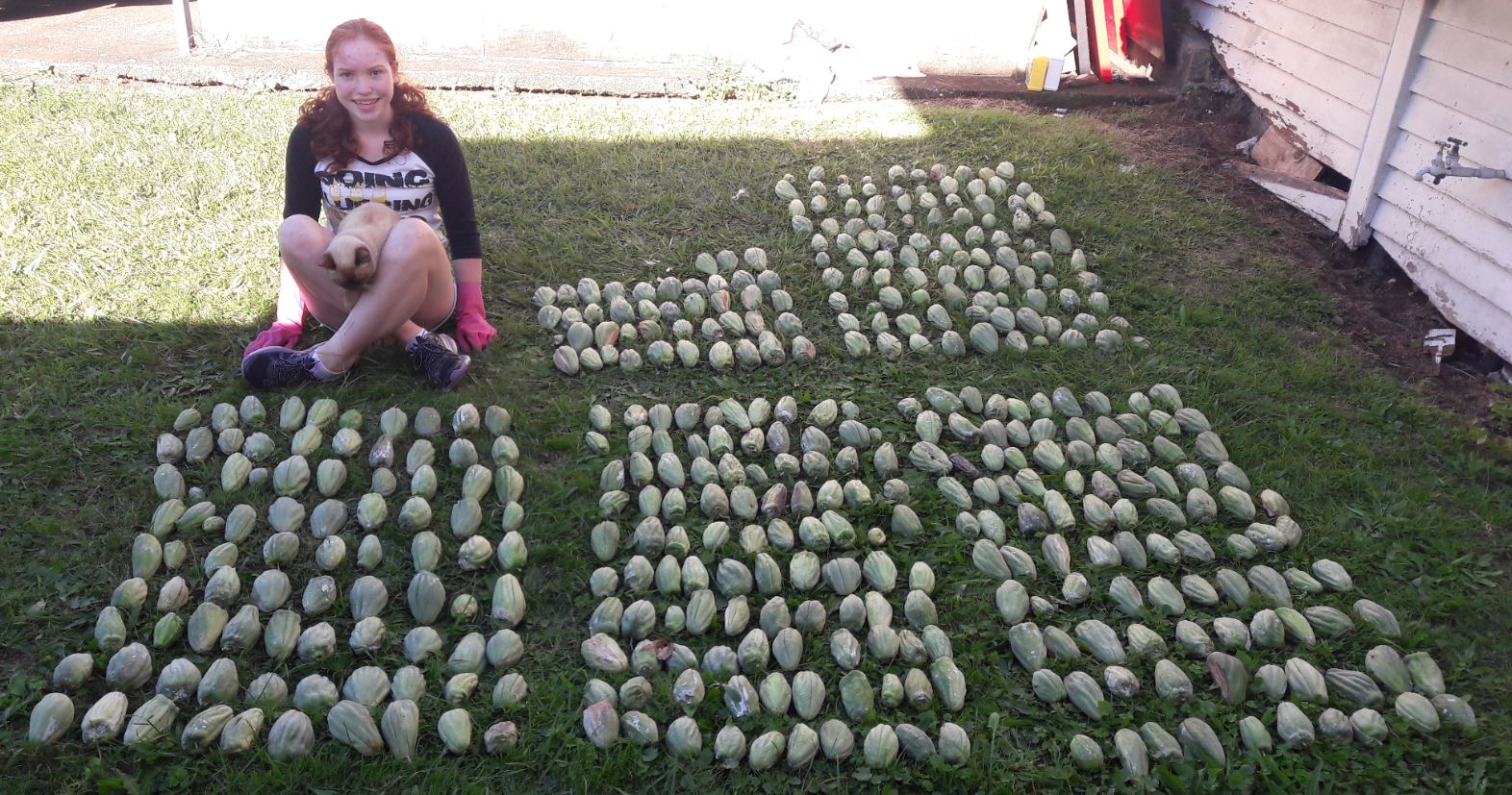 Students take on the moth plant - OurAuckland