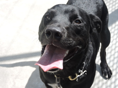 What is a 'menacing dog'? - OurAuckland
