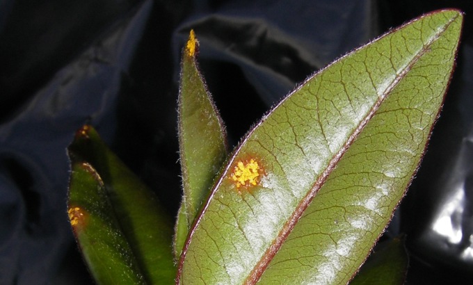 Invasive myrtle rust disease discovered on mainland NZ - OurAuckland