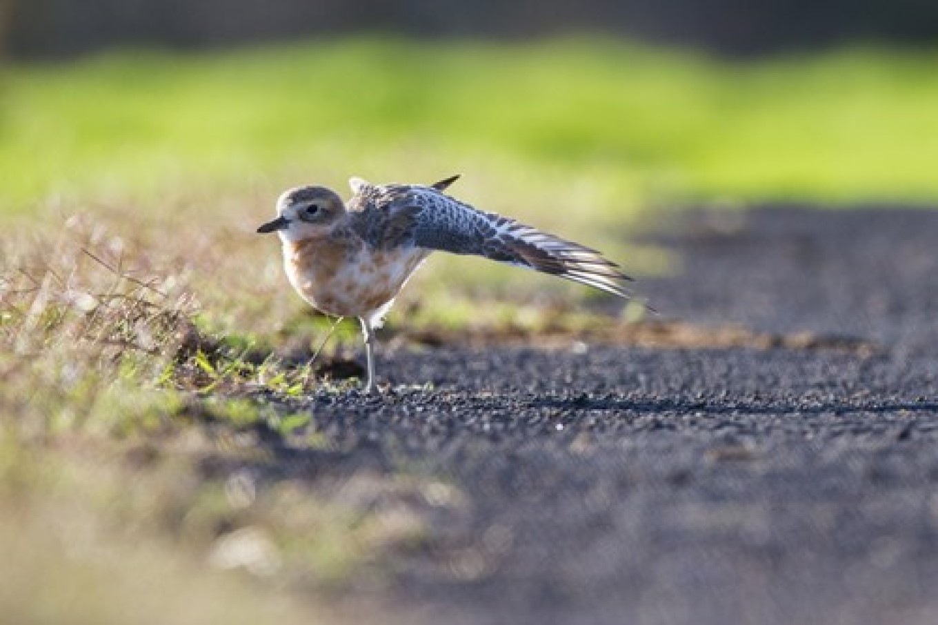Dotty dotterel for Bird of the Century – vote me! - OurAuckland