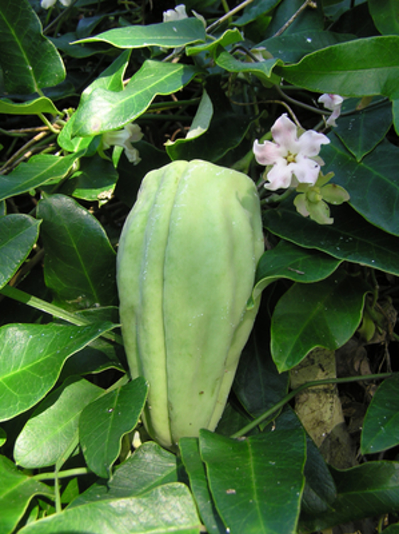 Disposing of moth plant pods - OurAuckland
