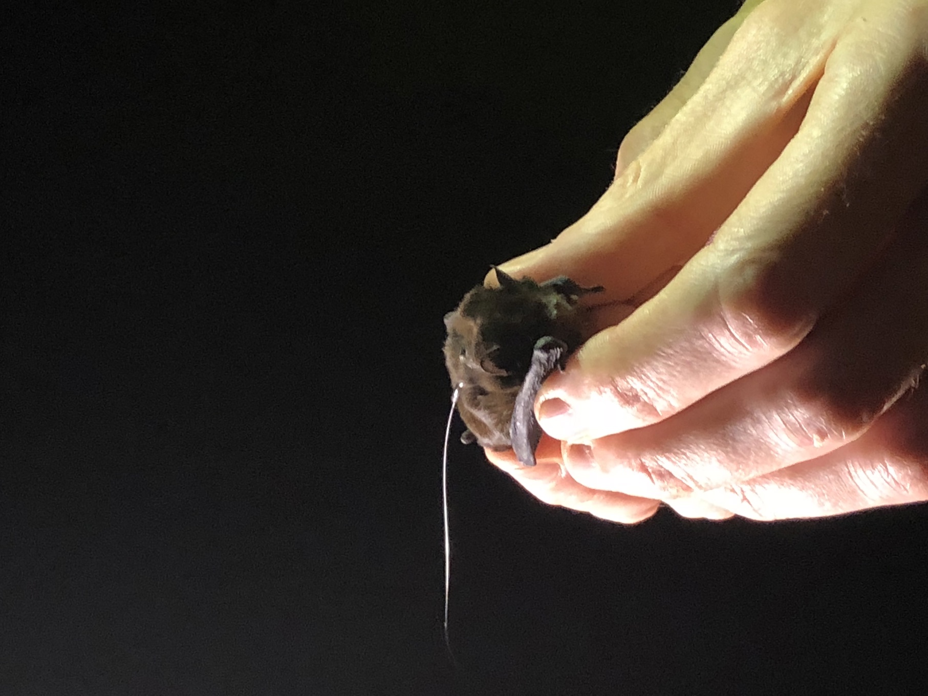 Bat tracking and rediscovering the behaviour of a tiny native species ...