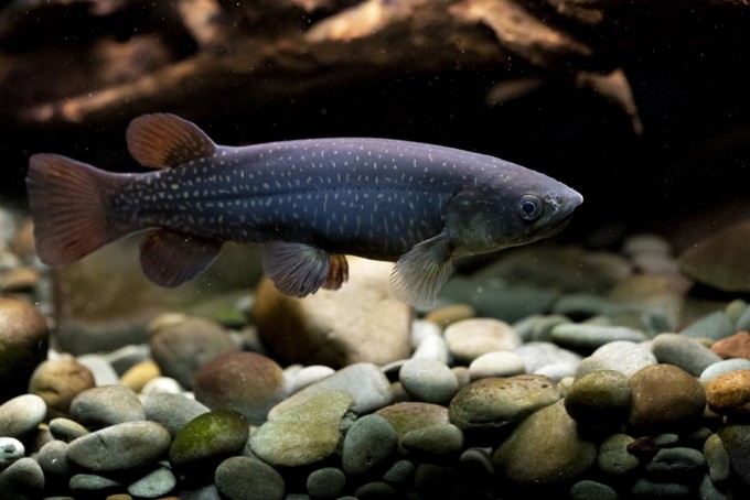 New report reveals state of freshwater fish species in Auckland region ...