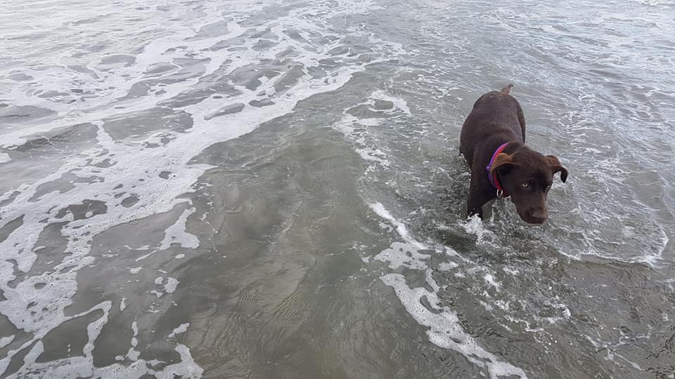 Meg finds her forever home down south - OurAuckland