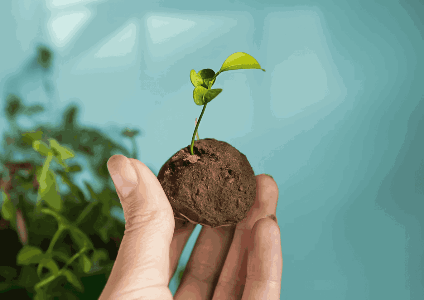 Seed Ball Workshop: Help Our Pollinators - OurAuckland