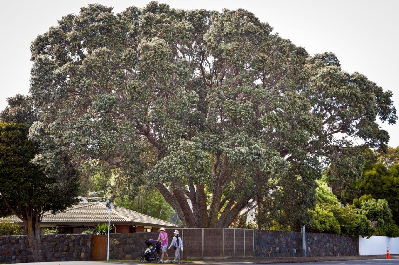 Knowing, growing and protecting - a flourishing urban forest for ...