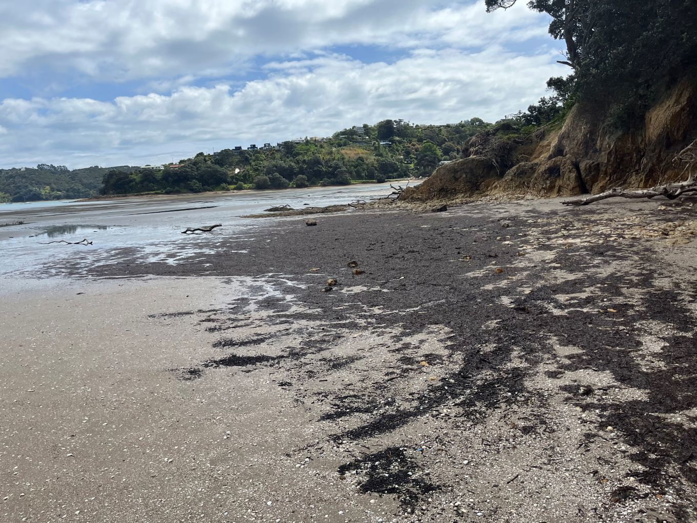 Slimy algae on Auckland beaches: What you need to know - OurAuckland
