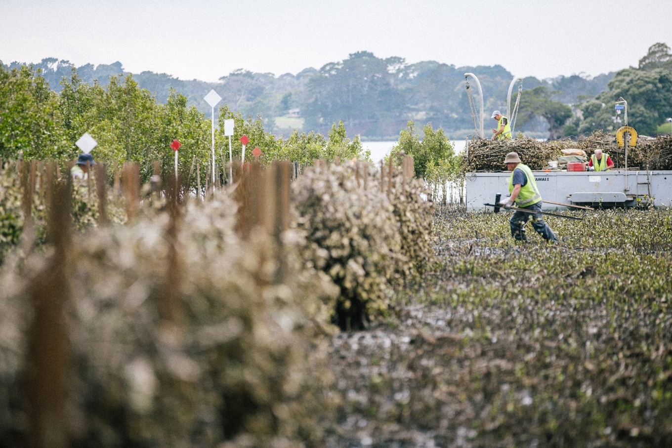 Mangrove mission a magnificent obsession - OurAuckland