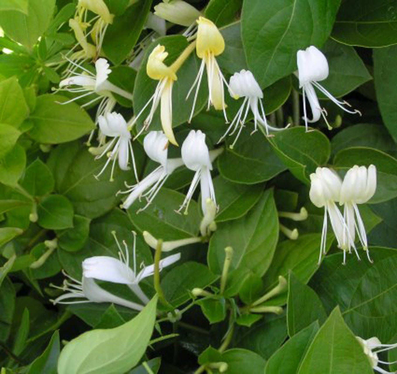 Beat the weeds: Japanese honeysuckle - OurAuckland