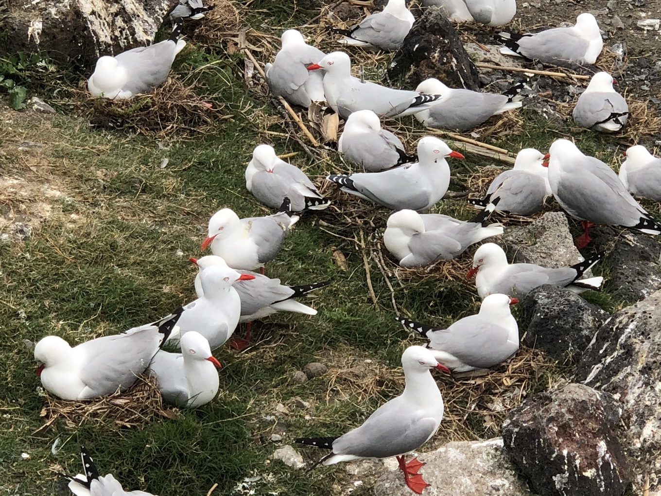 Decoys lure birds to new breeding site - OurAuckland