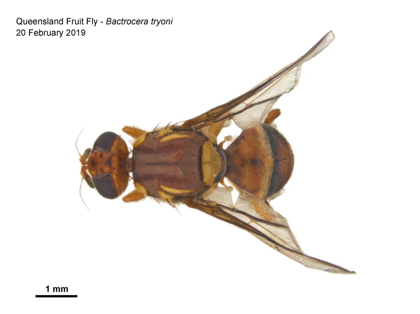Queensland fruit fly – Mt Roskill - OurAuckland