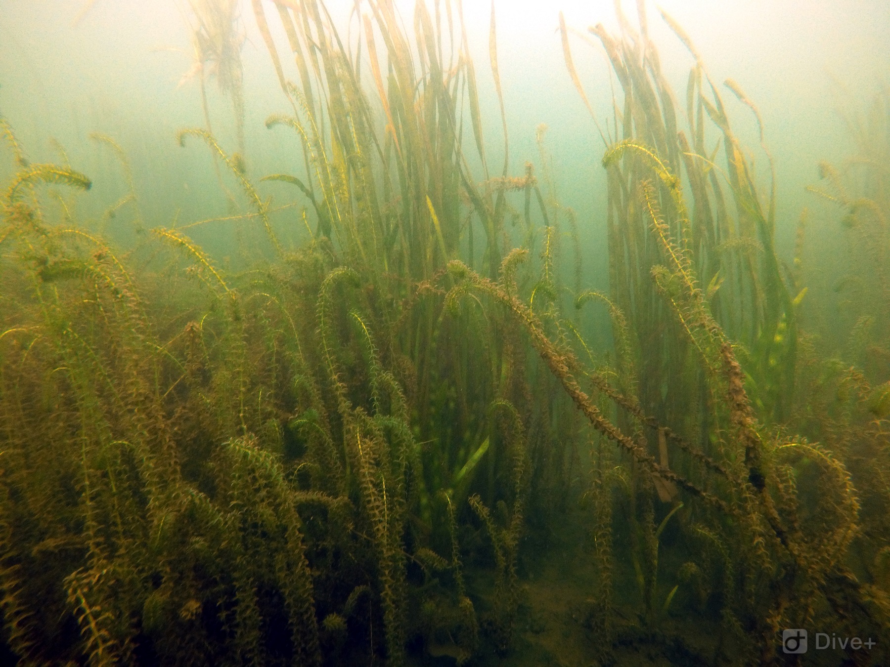 Rising temperatures threaten Lake Pupuke - OurAuckland