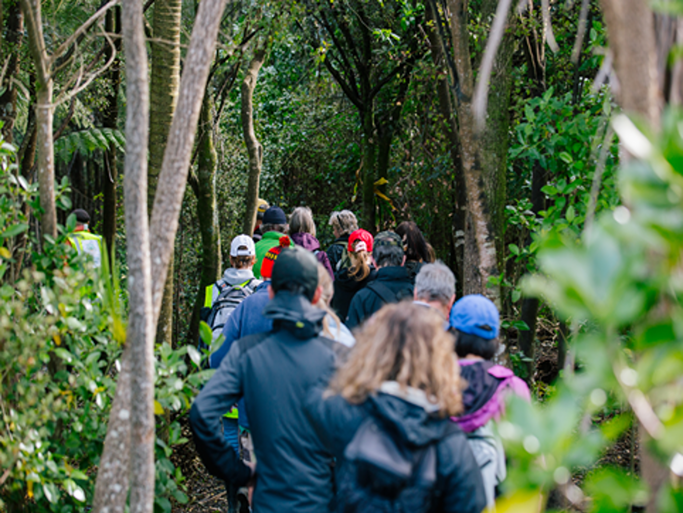 Ranger Guided Walk - Adah Platts Mills Reserve - OurAuckland