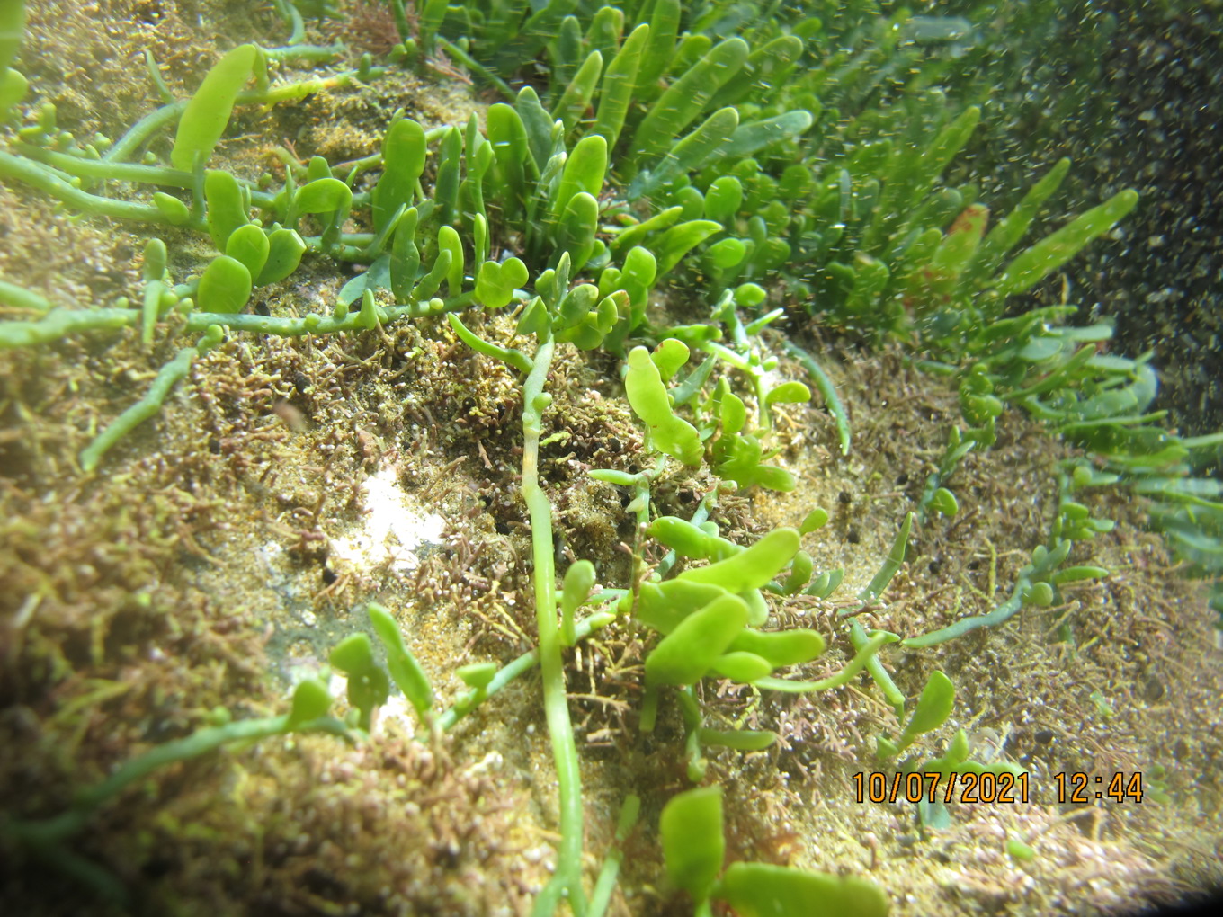 Successful ‘lighting strike’ on invasive Caulerpa seaweed - OurAuckland