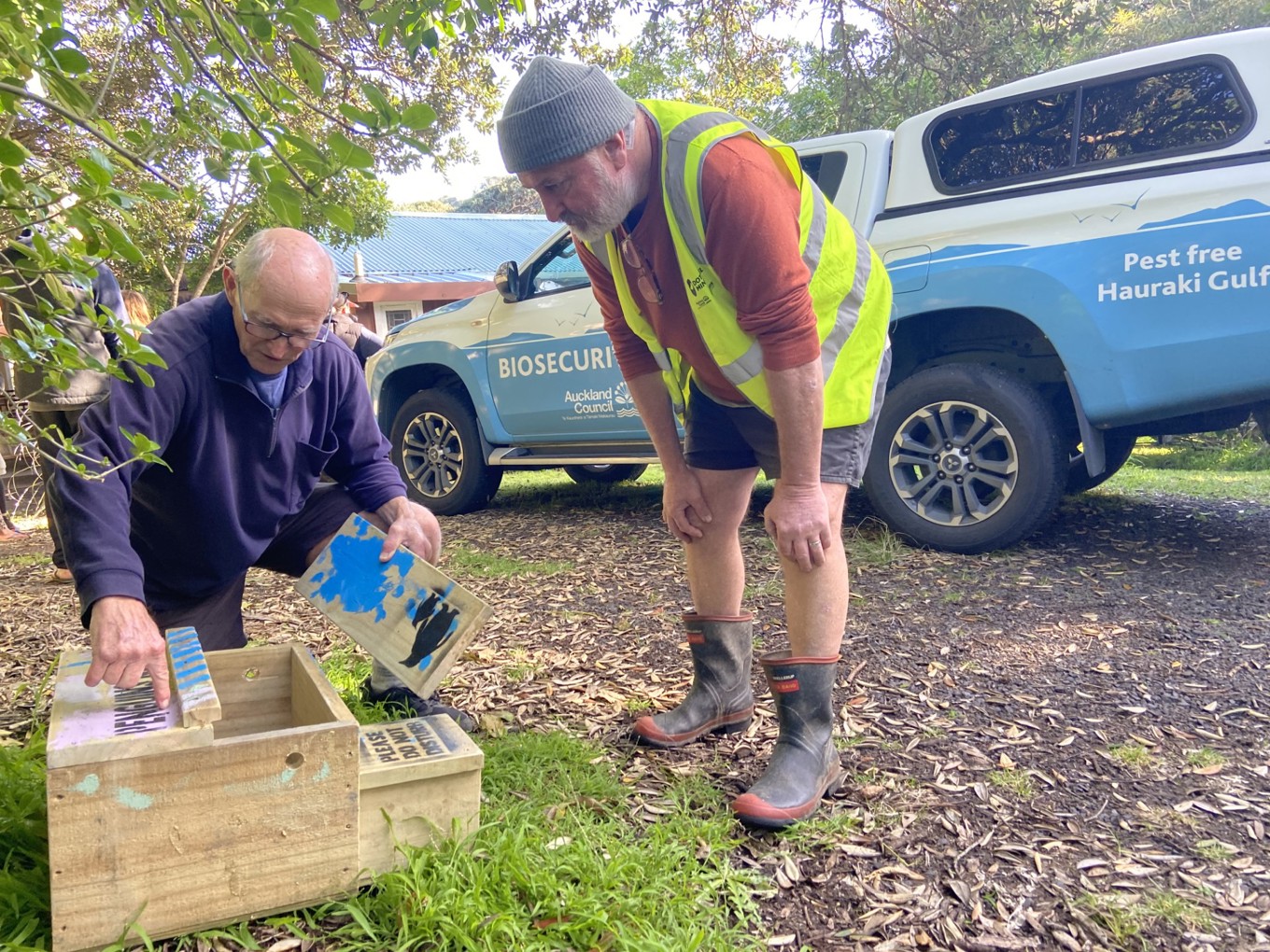 Little penguins boxed in love out west - OurAuckland