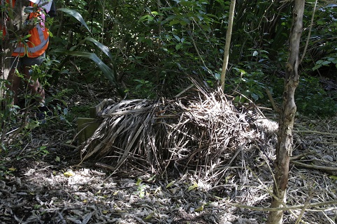 Keeping kiwi safe on our pest-free Gulf islands - OurAuckland