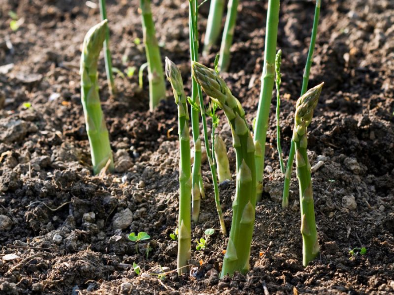 How to Establish an Asparagus Bed - OurAuckland