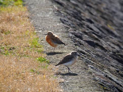 Success for Waiheke Island's newest baby dotterel - OurAuckland