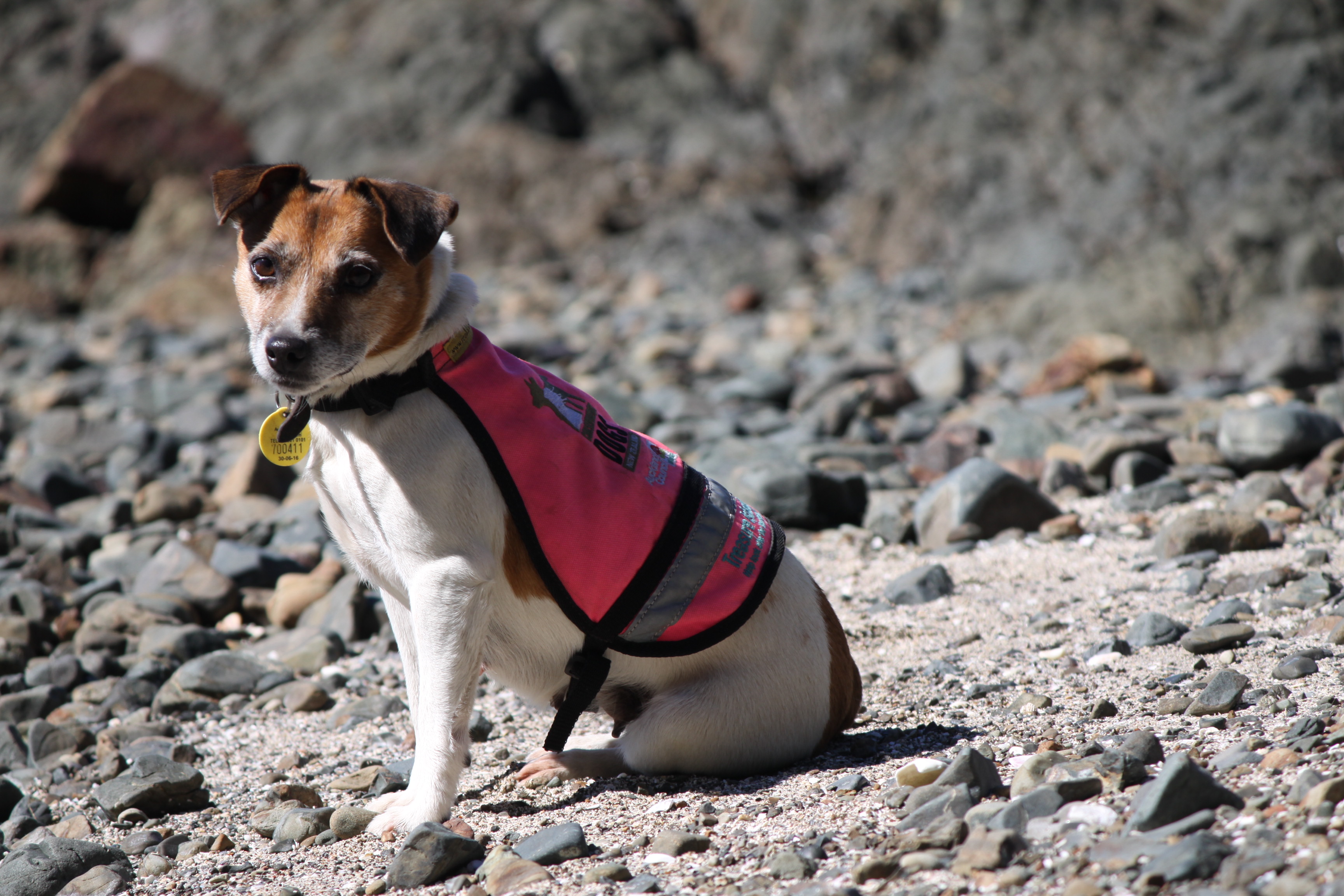 Auckland Council’s first biosecurity dog departs - OurAuckland