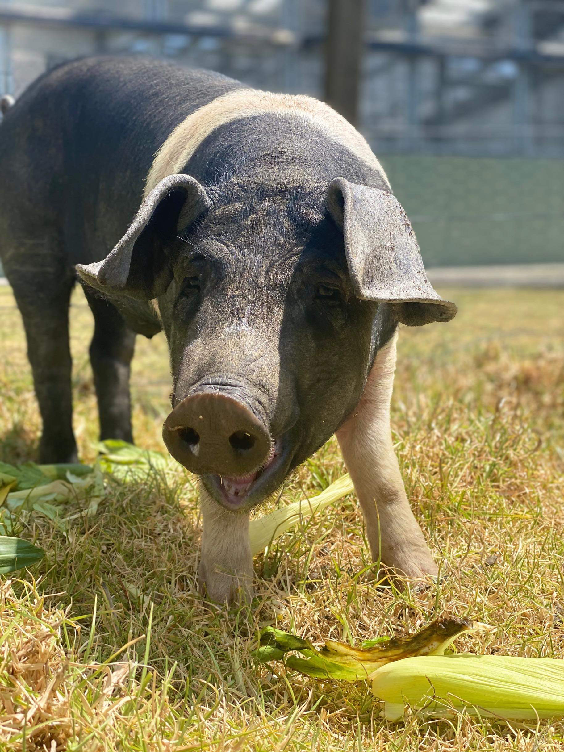 Rooster takes pig under his wing - OurAuckland